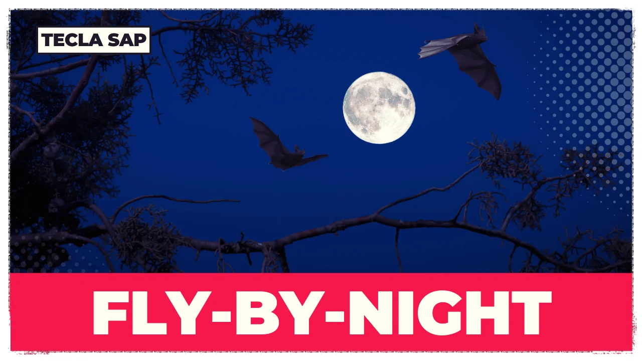 Você sabe o que FLY-BY-NIGHT quer dizer? Entenda agora!