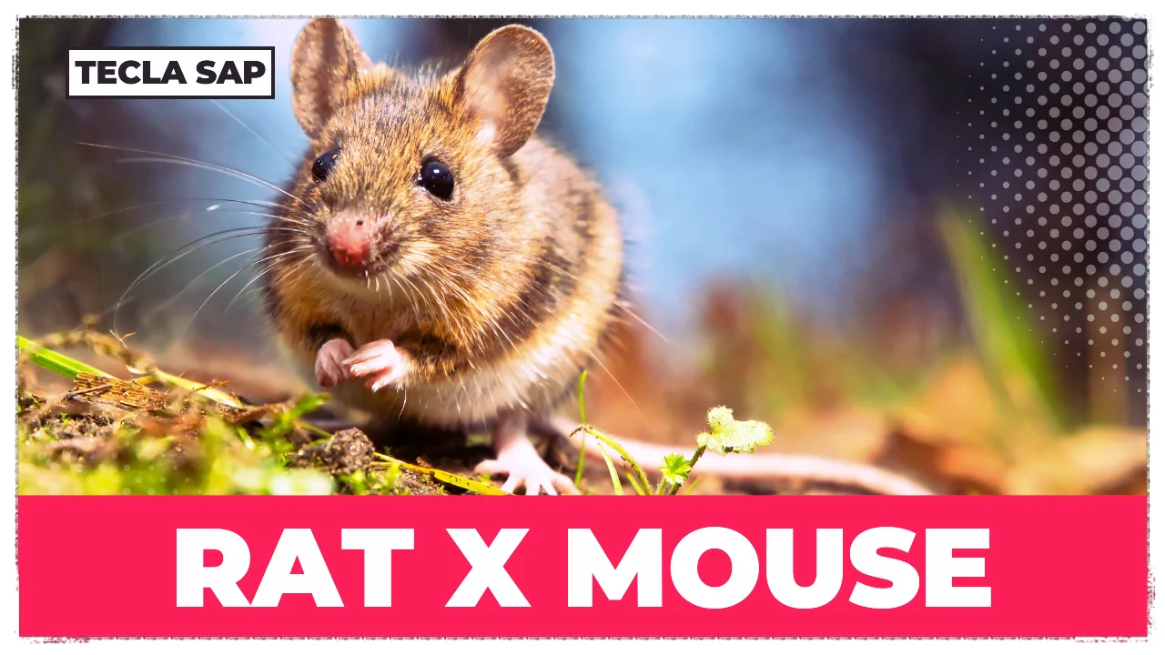RAT x MOUSE: exemplos práticos para não errar mais