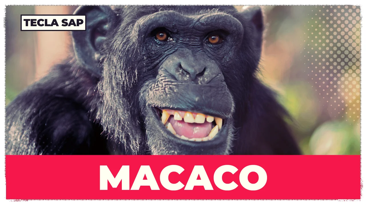 Macaco em inglês: guia completo p/ diferenciar monkey, ape e jack