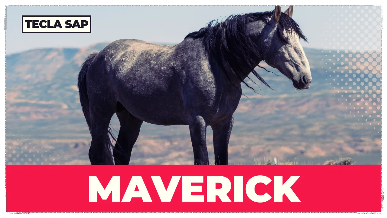 MAVERICK? Qual é a origem e o significado da palavra?