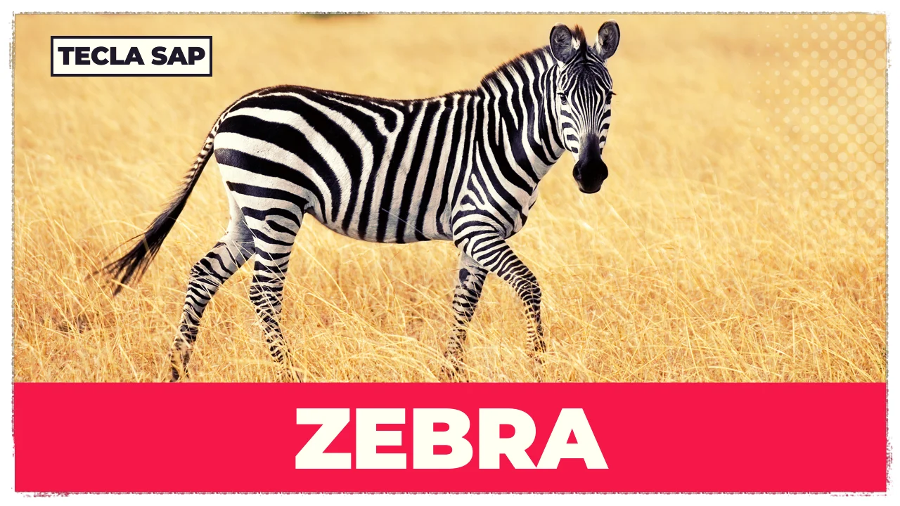 Zebra? Como se diz "zebra" (azarão) em inglês?